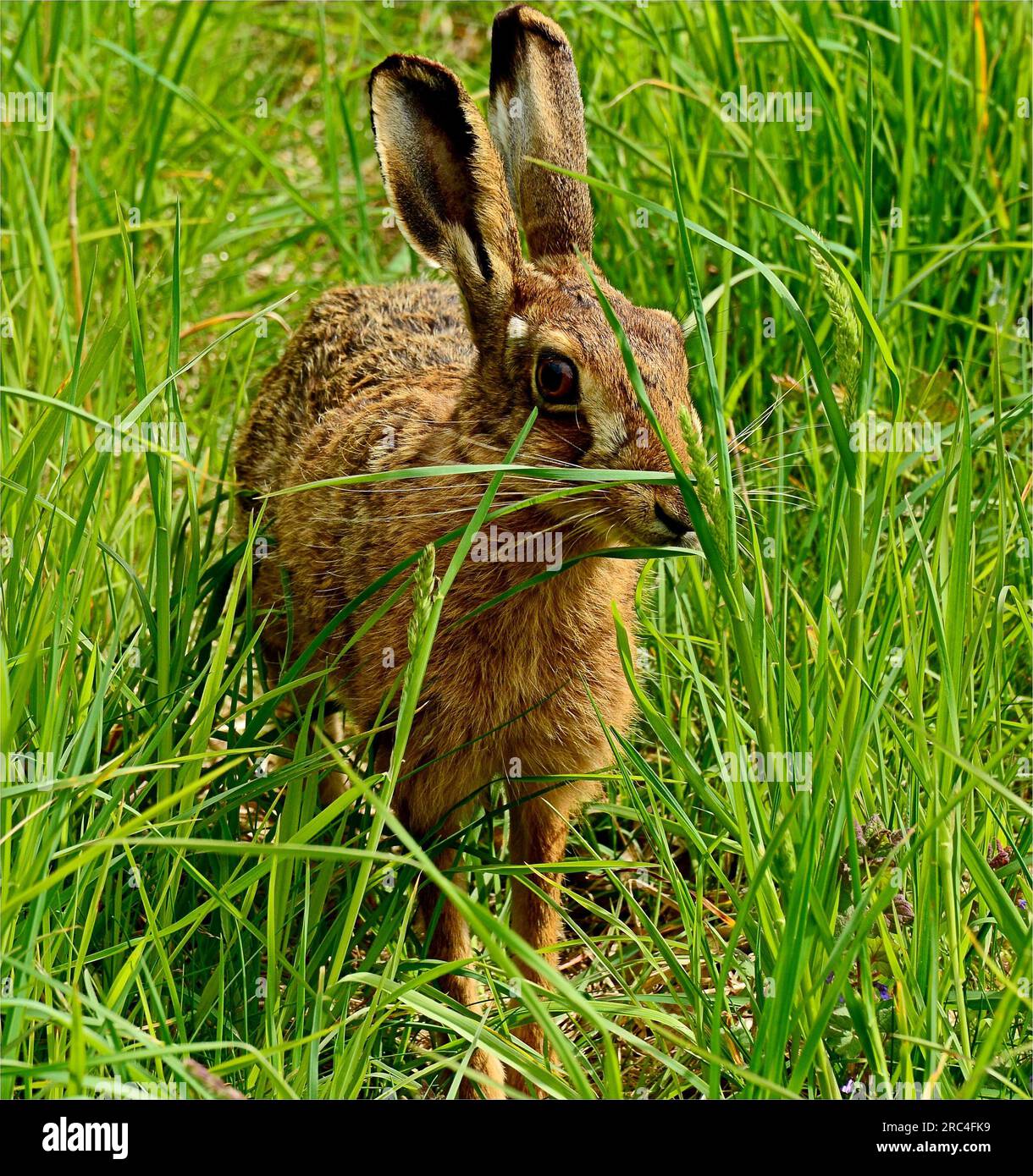 Piccola lepre immagini e fotografie stock ad alta risoluzione - Alamy