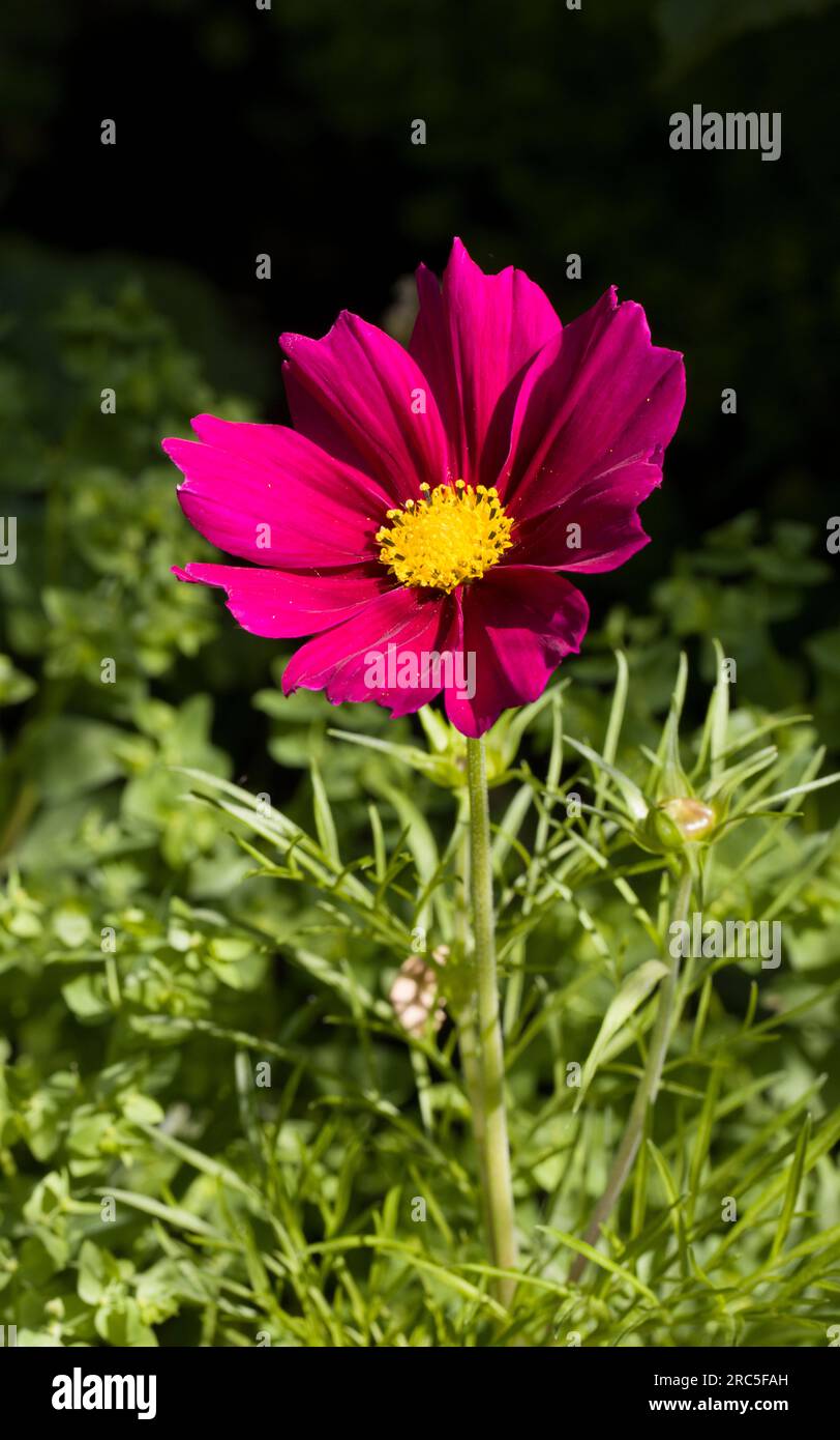 Red cosmos immagini e fotografie stock ad alta risoluzione - Alamy