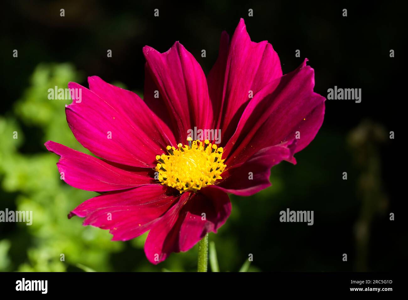 Red cosmos immagini e fotografie stock ad alta risoluzione - Alamy