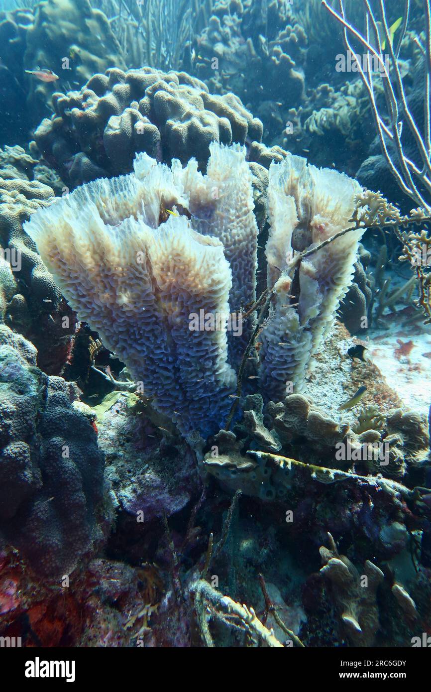 Phylum porifera immagini e fotografie stock ad alta risoluzione - Alamy