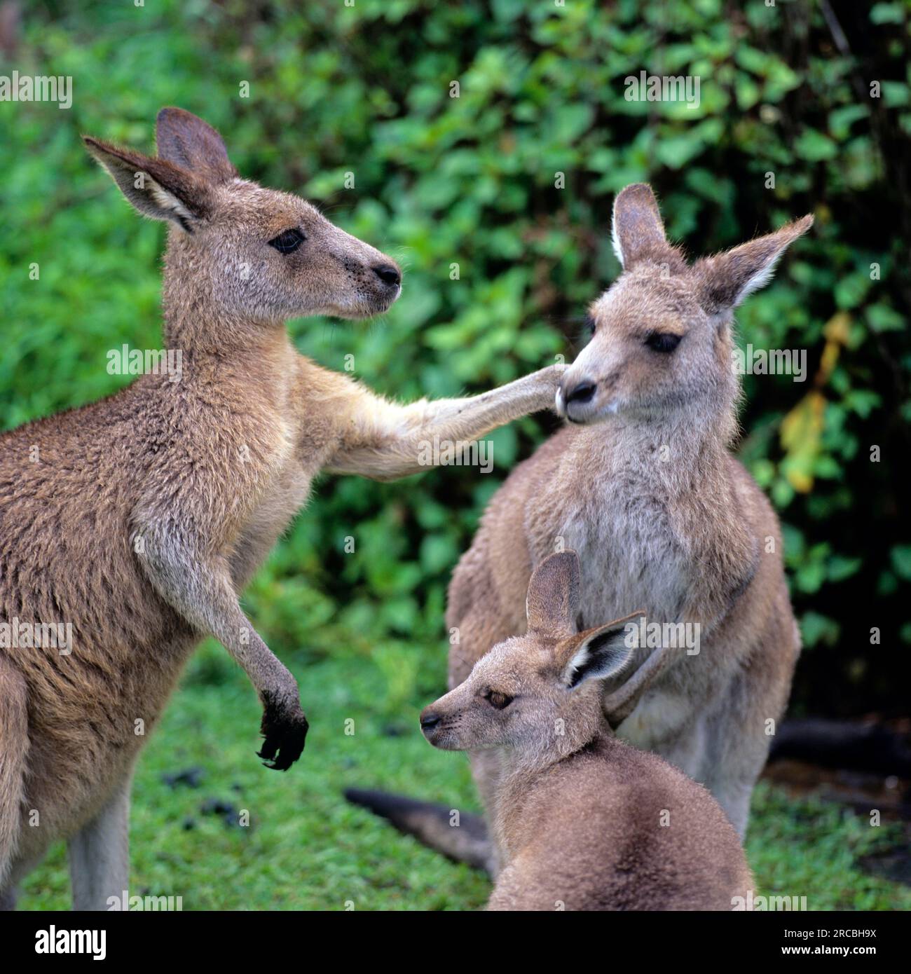 Canguri grigi occidentali immagini e fotografie stock ad alta ...