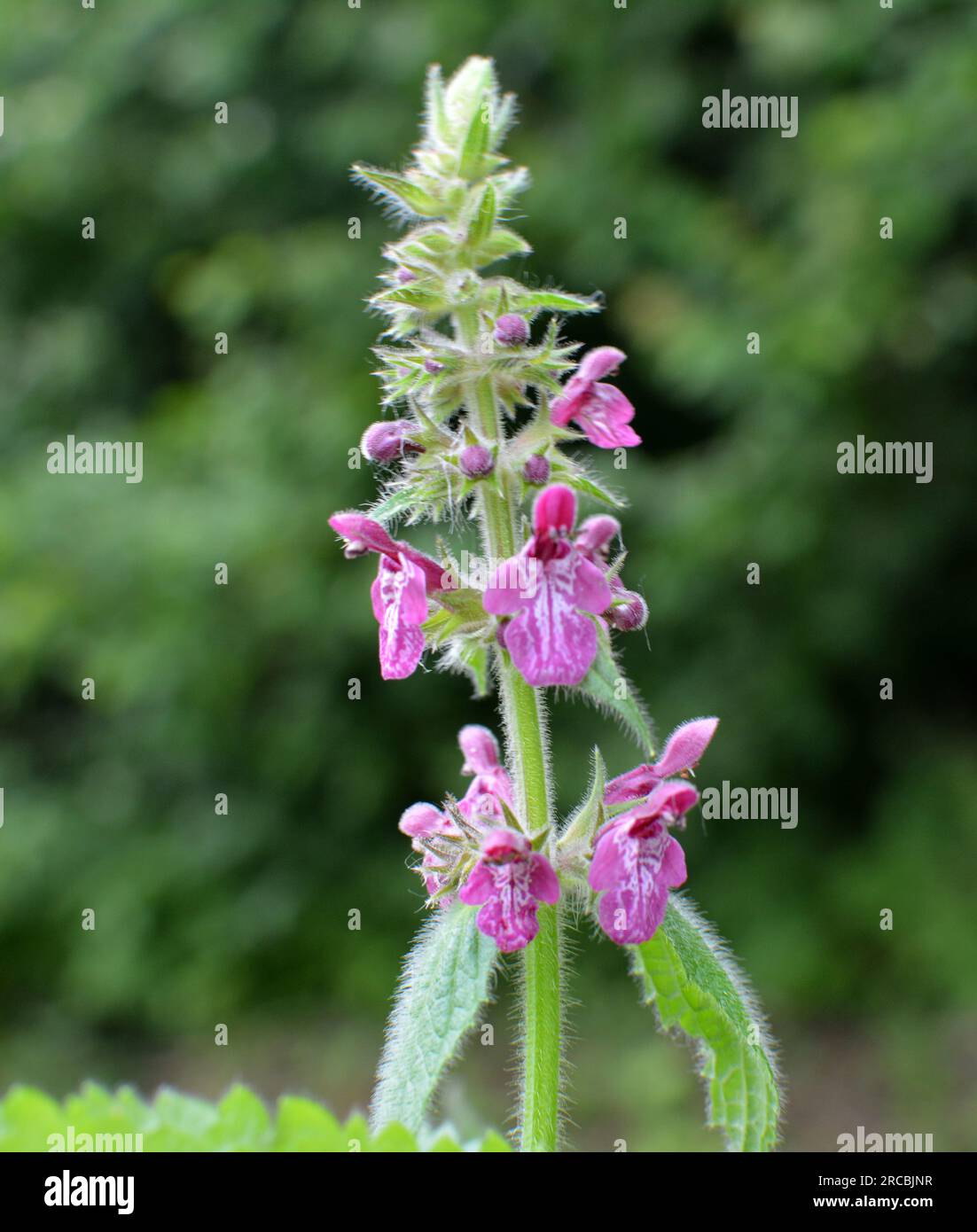 Stachys officinalis rosea immagini e fotografie stock ad alta ...
