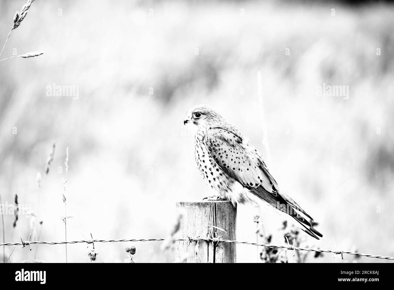 Maschio selvaggio Foto e Immagini Stock in Bianco e Nero - Alamy