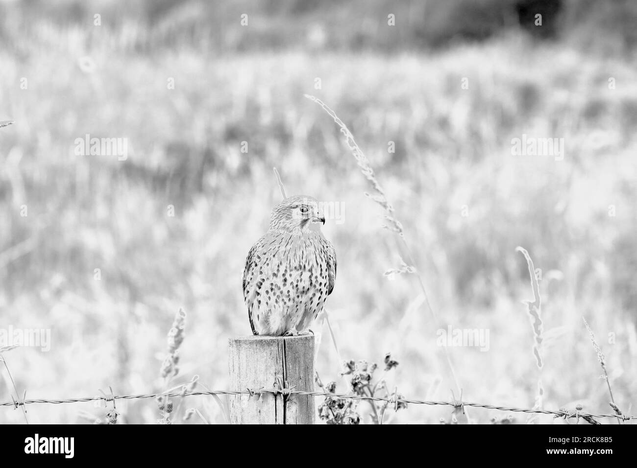 Maschio selvaggio Foto e Immagini Stock in Bianco e Nero - Alamy