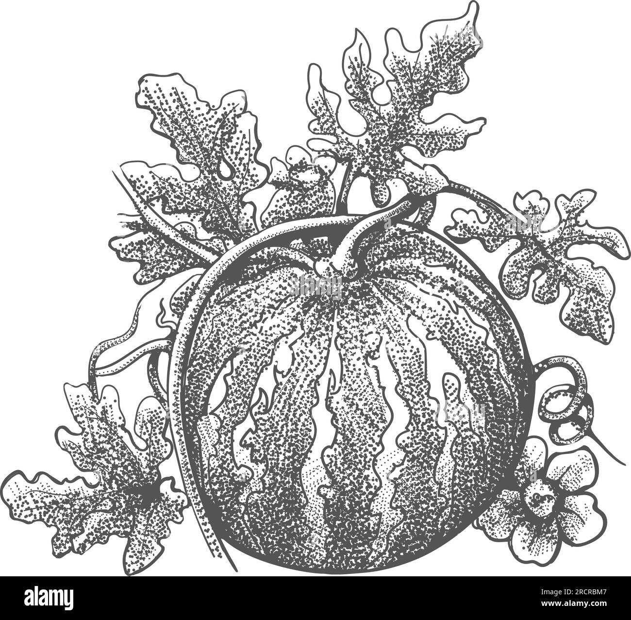 Pianta anguria disegno Foto e Immagini Stock in Bianco e Nero - Alamy