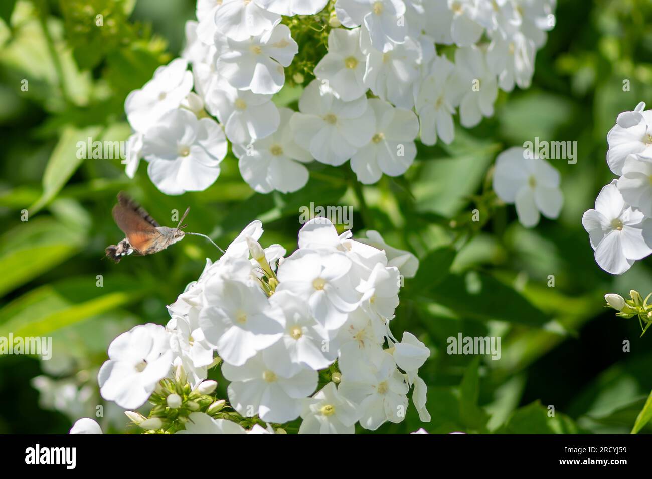 Il grande conteggio delle farfalle 2023 immagini e fotografie stock ad ...