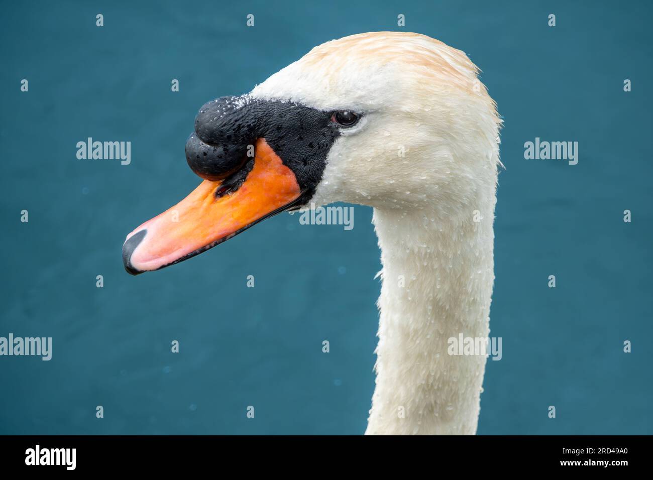 Testa profilo immagini e fotografie stock ad alta risoluzione - Alamy