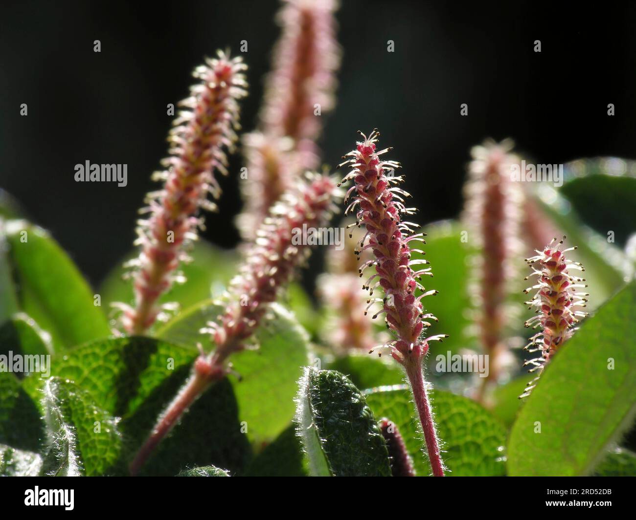 Salix reticulata immagini e fotografie stock ad alta risoluzione - Alamy