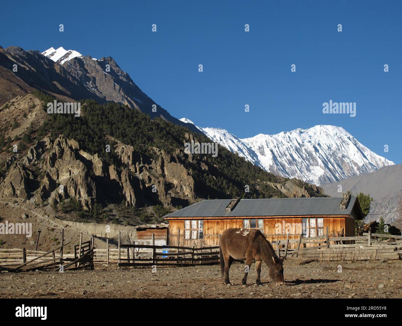 Alpini mulo immagini e fotografie stock ad alta risoluzione - Alamy