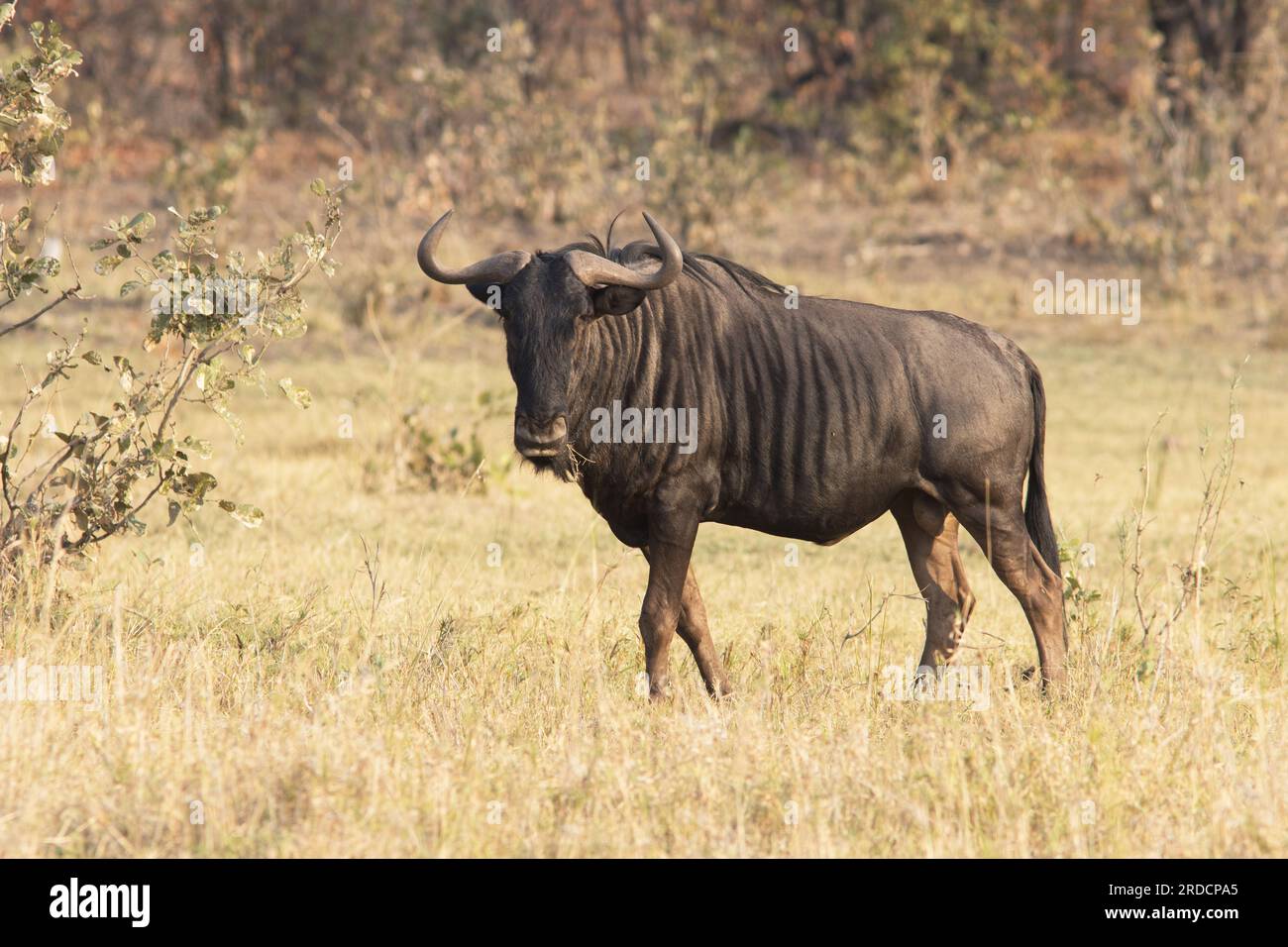Gnu africa immagini e fotografie stock ad alta risoluzione - Alamy