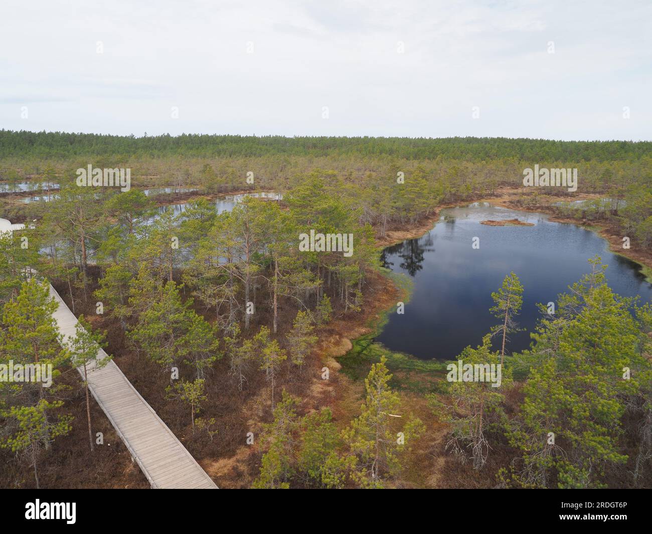 Uccello nazionale d'estonia immagini e fotografie stock ad alta ...