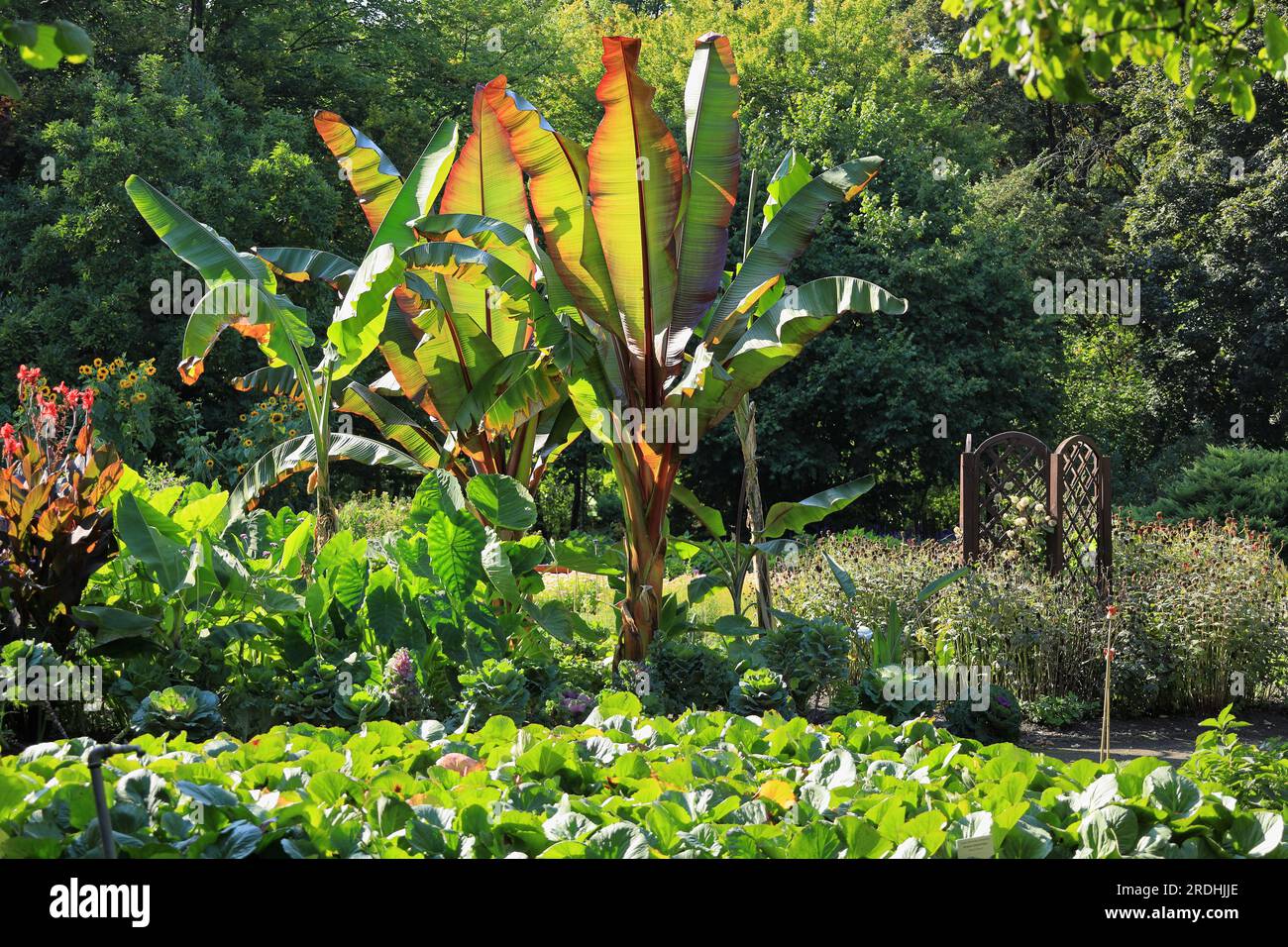 Pseudo banana immagini e fotografie stock ad alta risoluzione - Alamy
