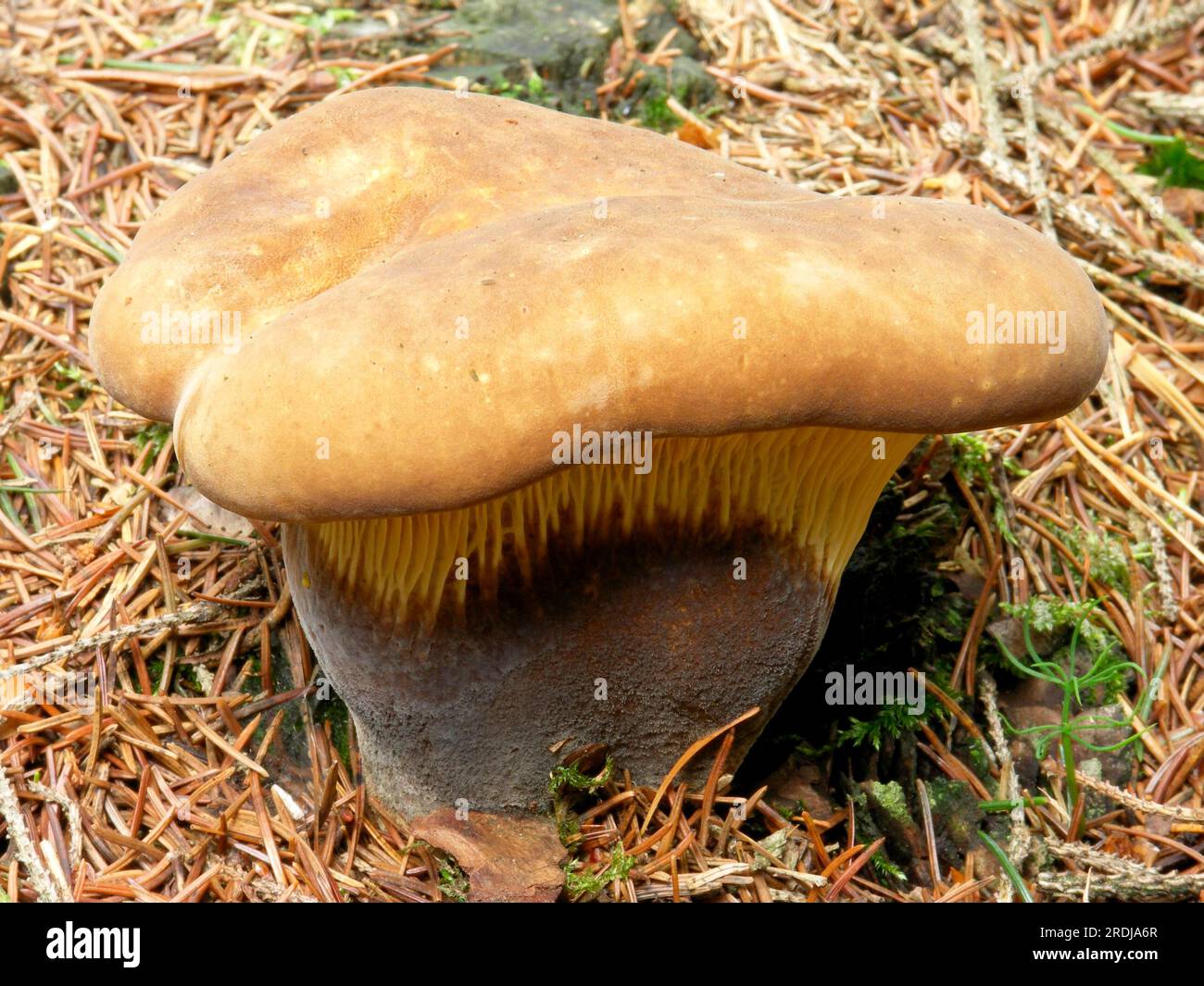 Paxillus atrotomentosus immagini e fotografie stock ad alta risoluzione ...