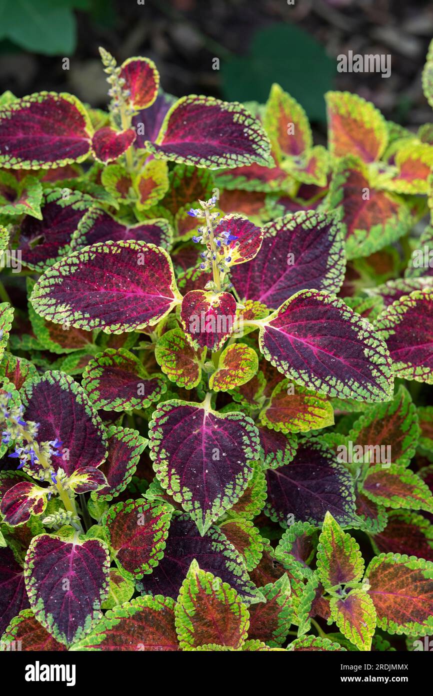 Piante coleus al roseto immagini e fotografie stock ad alta risoluzione ...