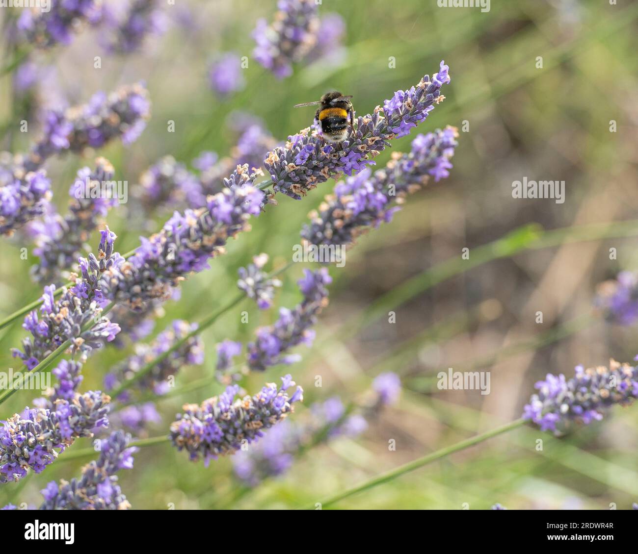Ape mellifera attiva immagini e fotografie stock ad alta risoluzione ...
