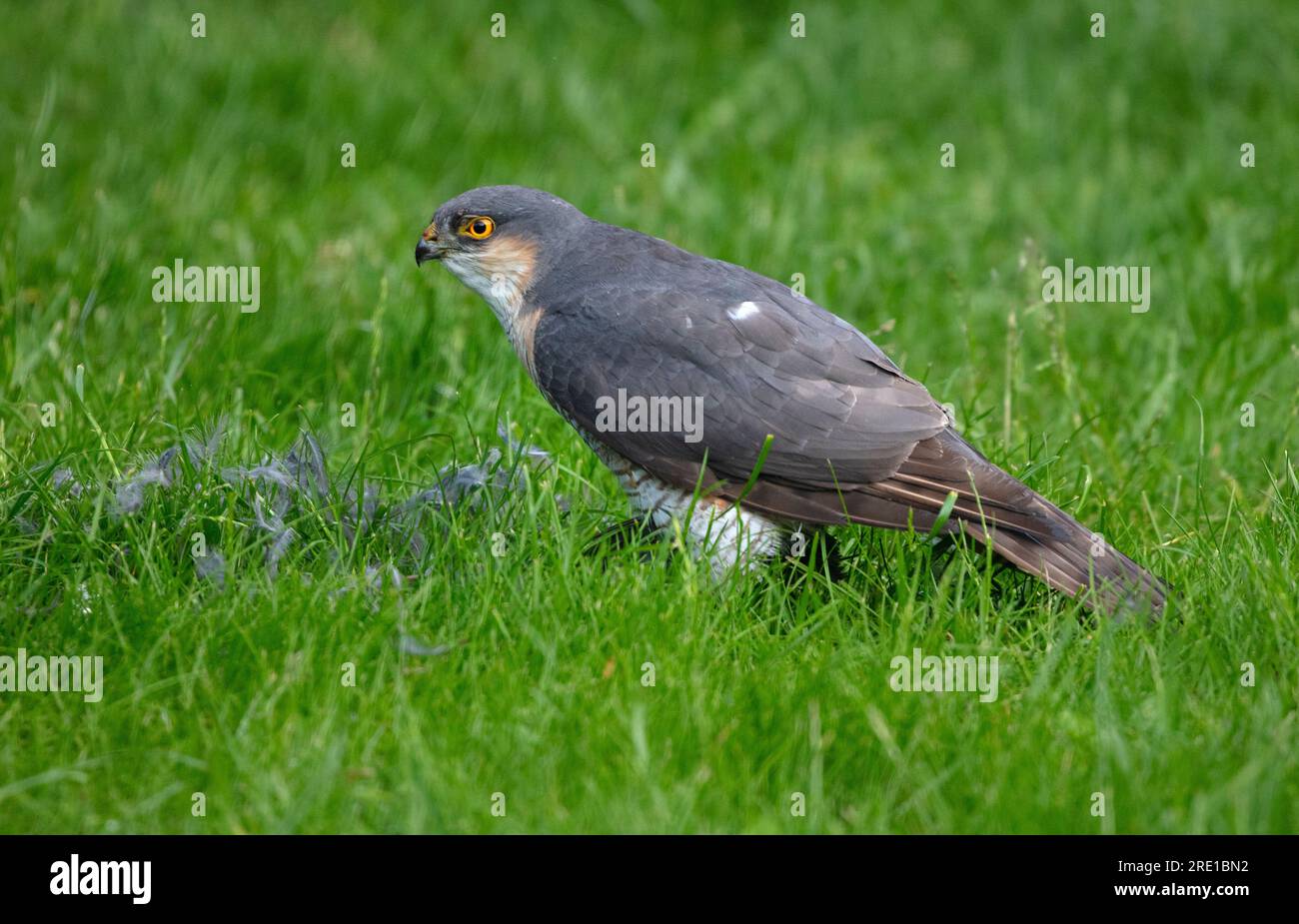 Vögel abwehren immagini e fotografie stock ad alta risoluzione - Alamy