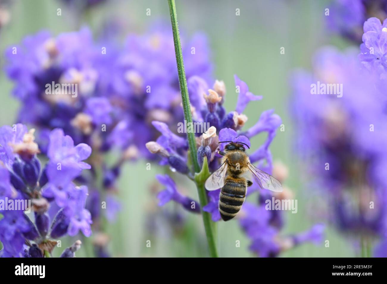 Ape sulla fauna immagini e fotografie stock ad alta risoluzione - Alamy