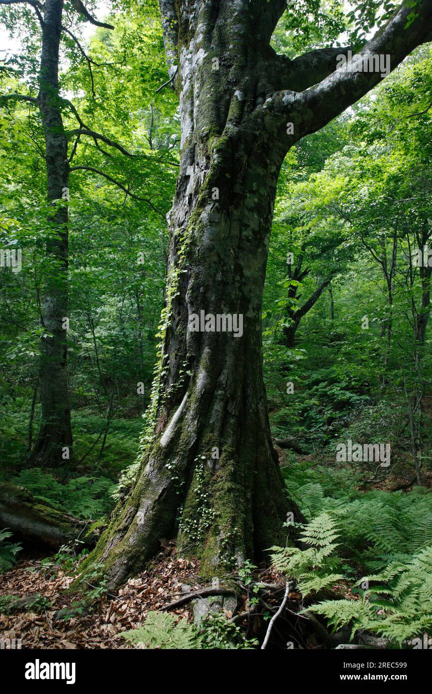 Foresta di addestramento all'osservazione della natura dakedai immagini ...