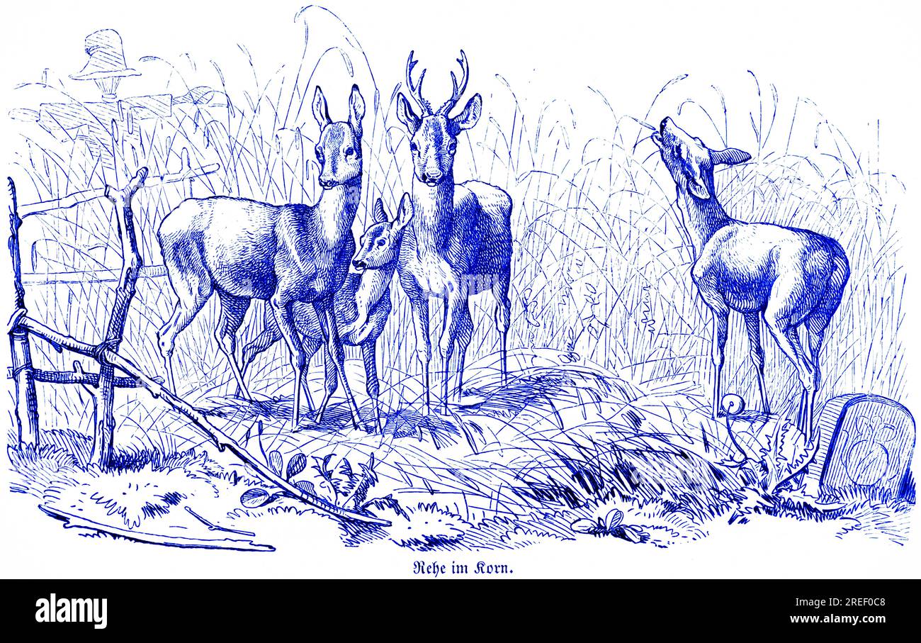 Scene di caccia agricole immagini e fotografie stock ad alta ...