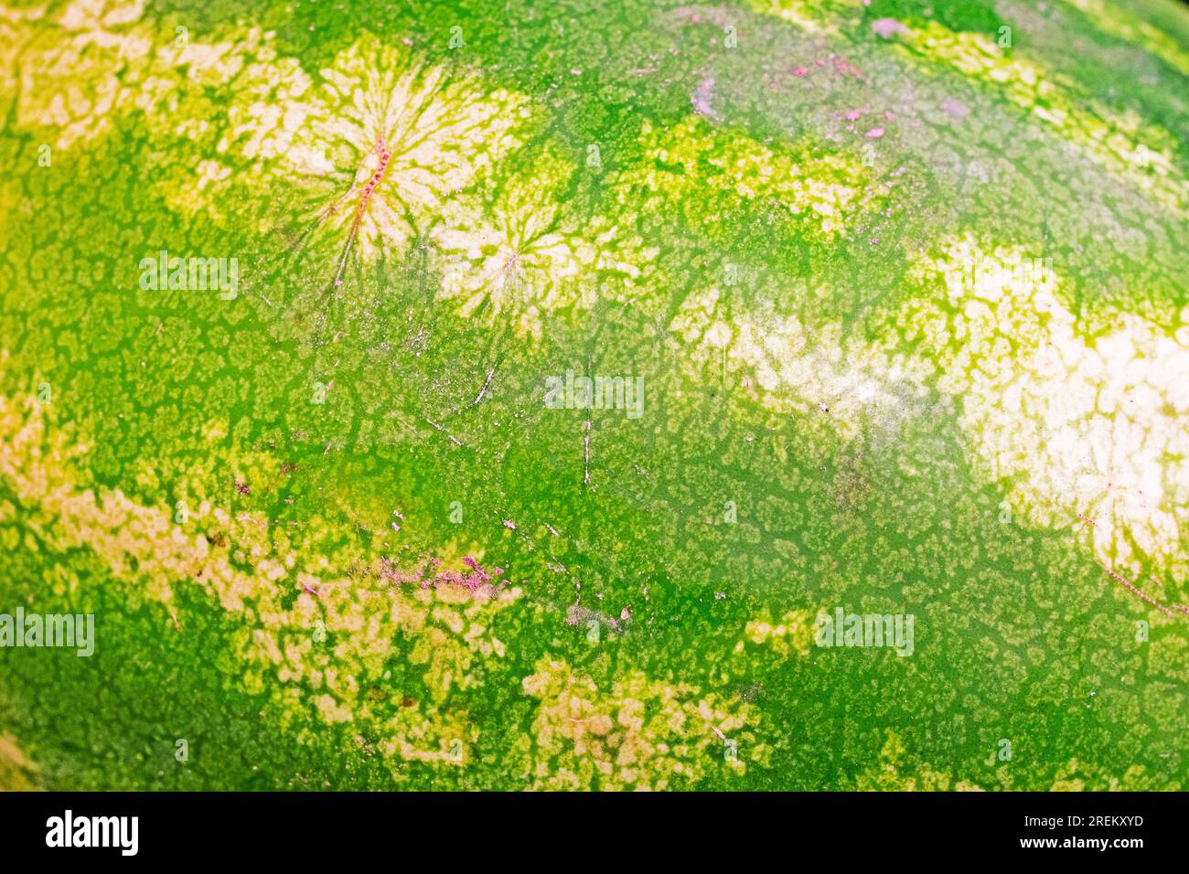 Tema dell'anguria immagini e fotografie stock ad alta risoluzione - Alamy