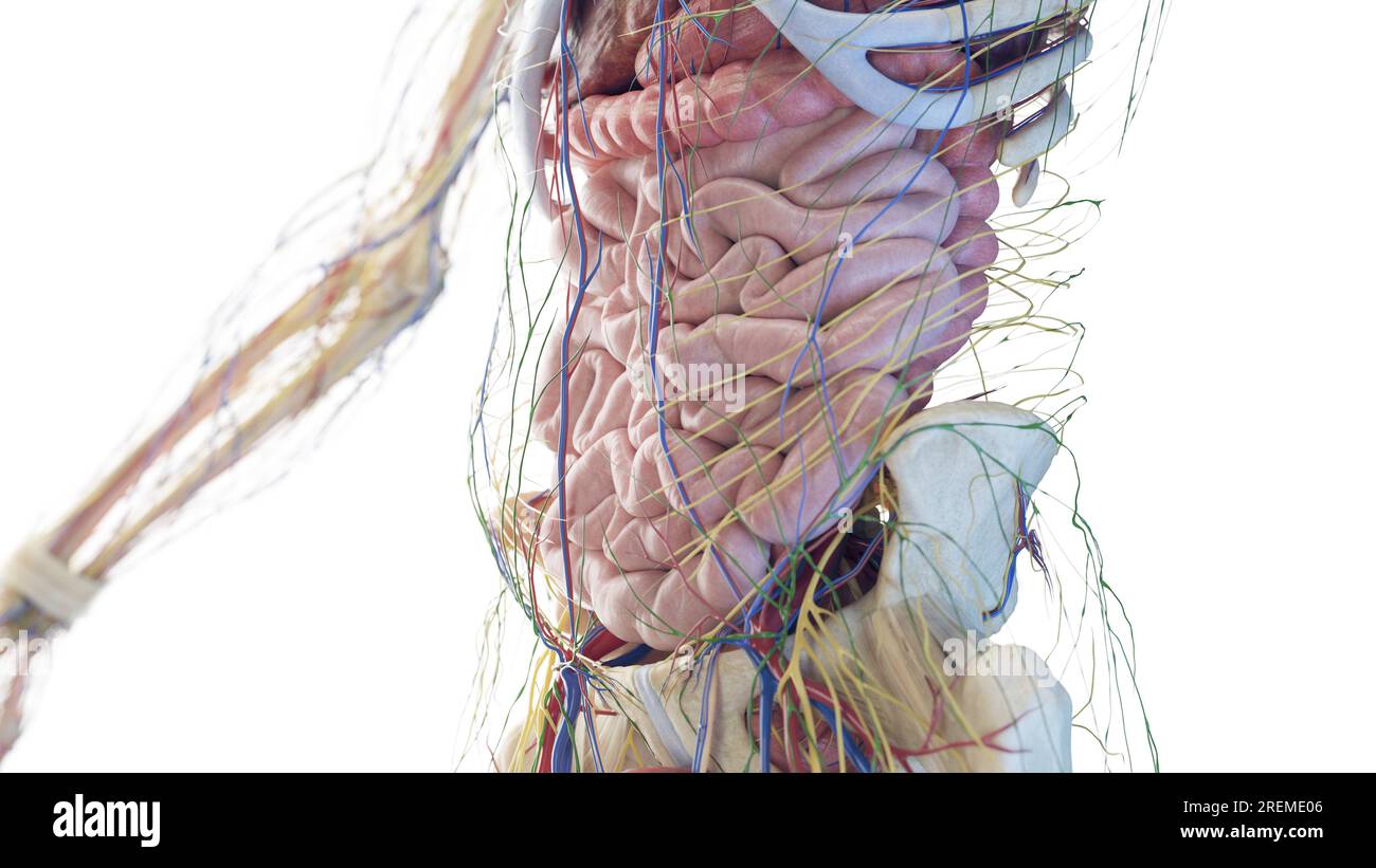 Vene degli organi addominali immagini e fotografie stock ad alta ...
