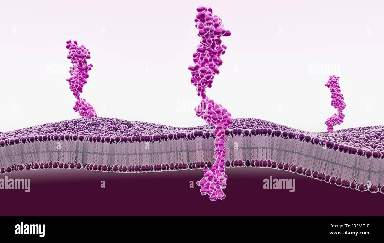 Illustrazione di un recettore per gli endprodotti a glicazione avanzata ...