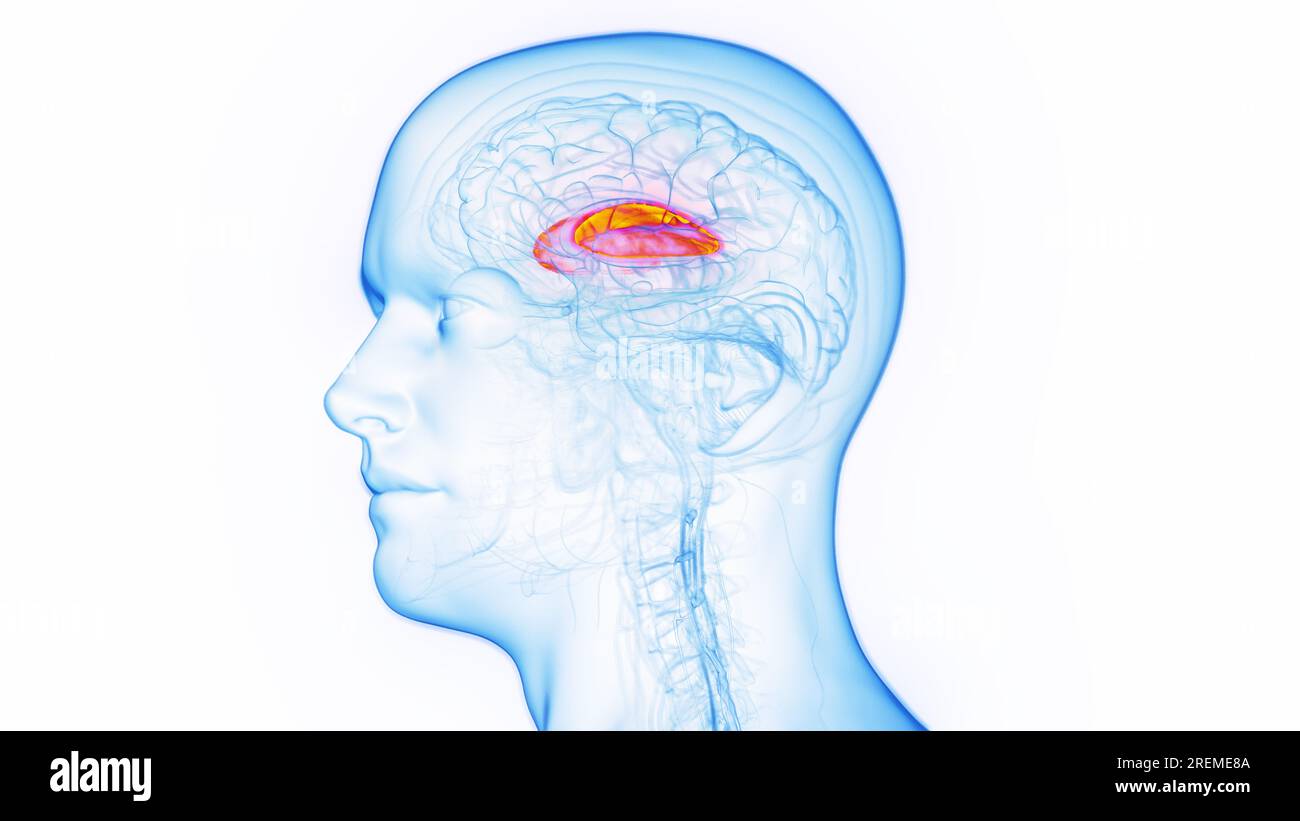 Fisiologia potenziale d'azione immagini e fotografie stock ad alta ...