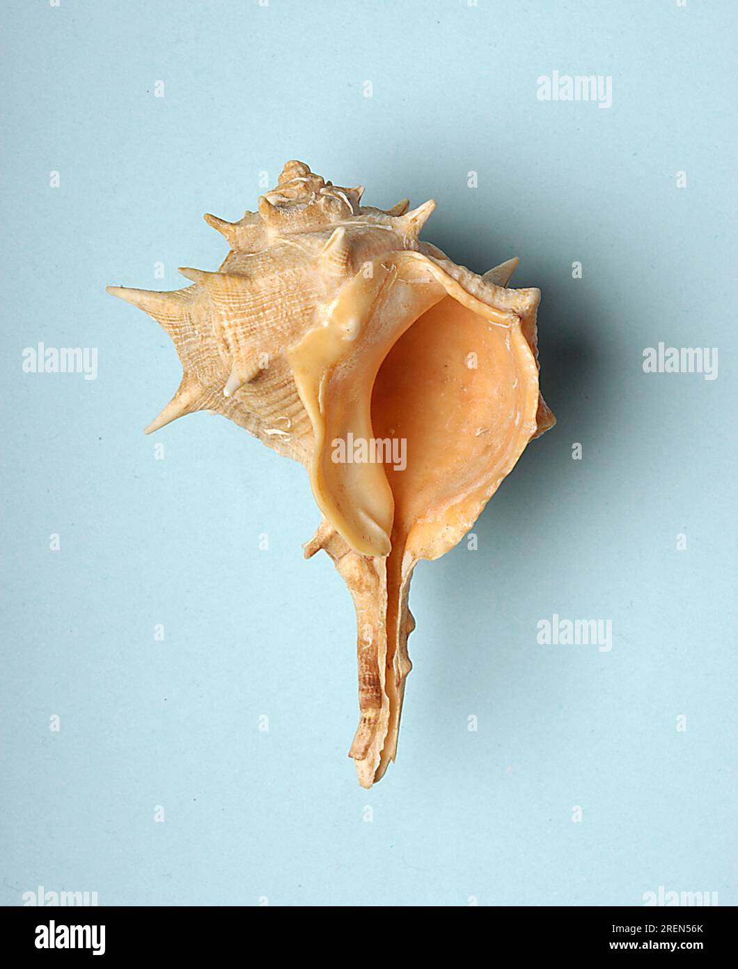 Bolinus brandaris immagini e fotografie stock ad alta risoluzione - Alamy