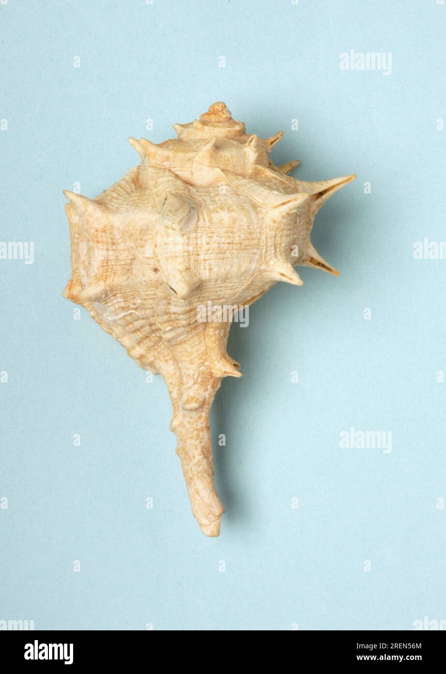 Bolinus brandaris immagini e fotografie stock ad alta risoluzione - Alamy