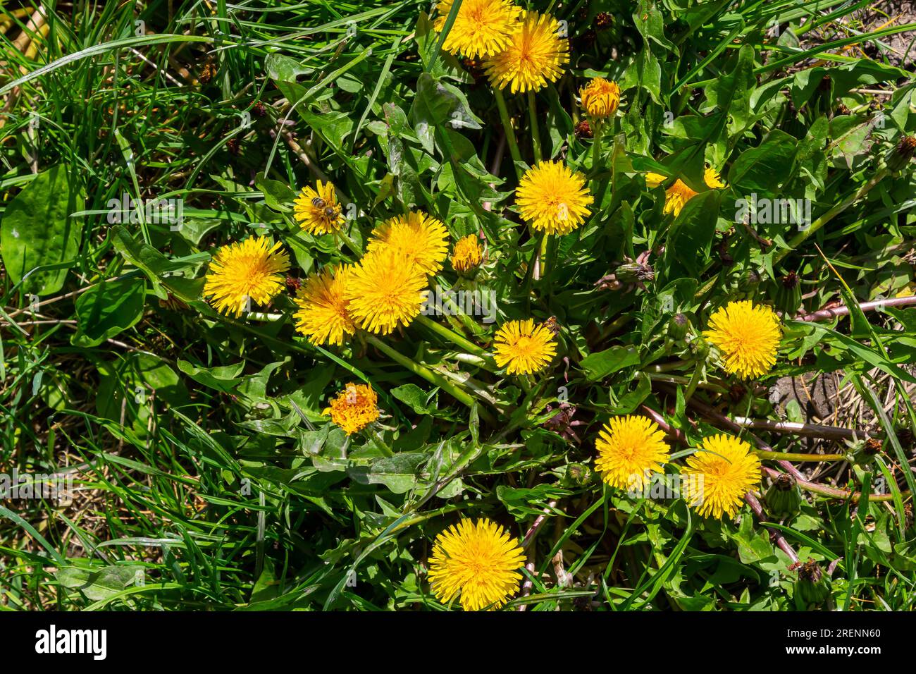 Dente di leone Taraxacum officinale come un muro di fiori, è un ...