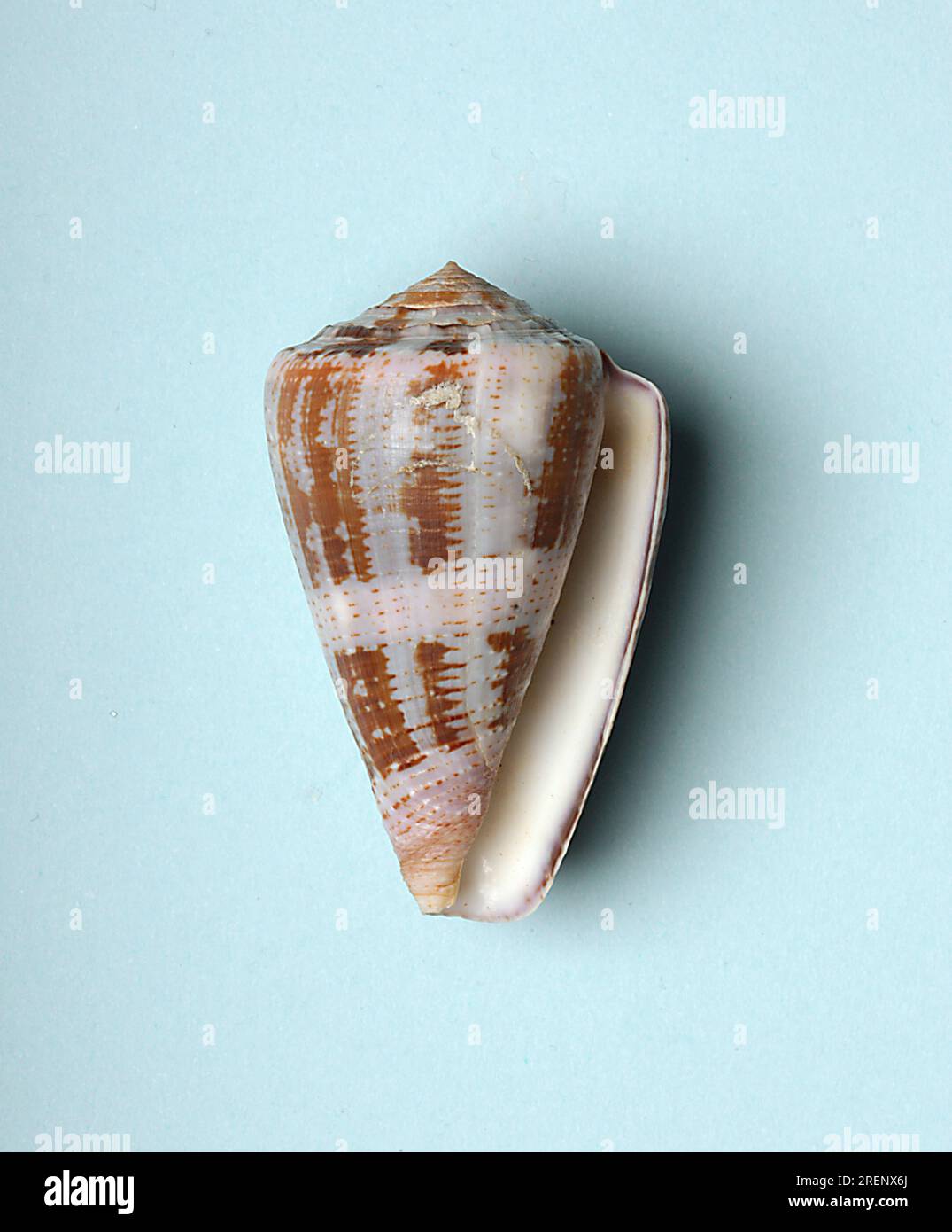 Conus purpurascens immagini e fotografie stock ad alta risoluzione - Alamy