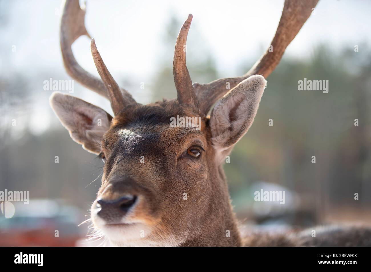 Museruola di piccolo cervo immagini e fotografie stock ad alta ...