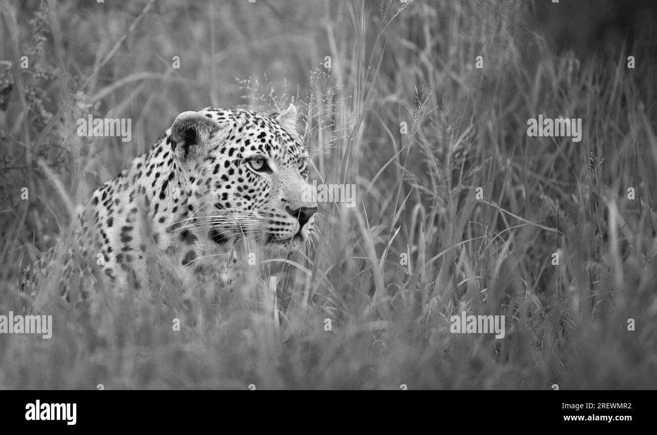 Animali in via di estinzione leopardo Foto e Immagini Stock in Bianco e ...