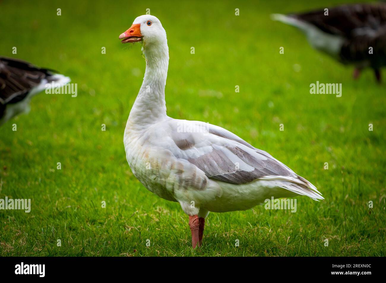 Oca domestica immagini e fotografie stock ad alta risoluzione - Alamy