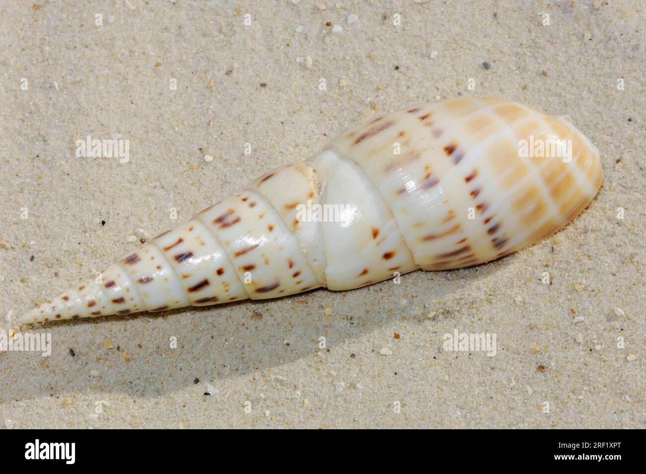Terebra maculata immagini e fotografie stock ad alta risoluzione - Alamy