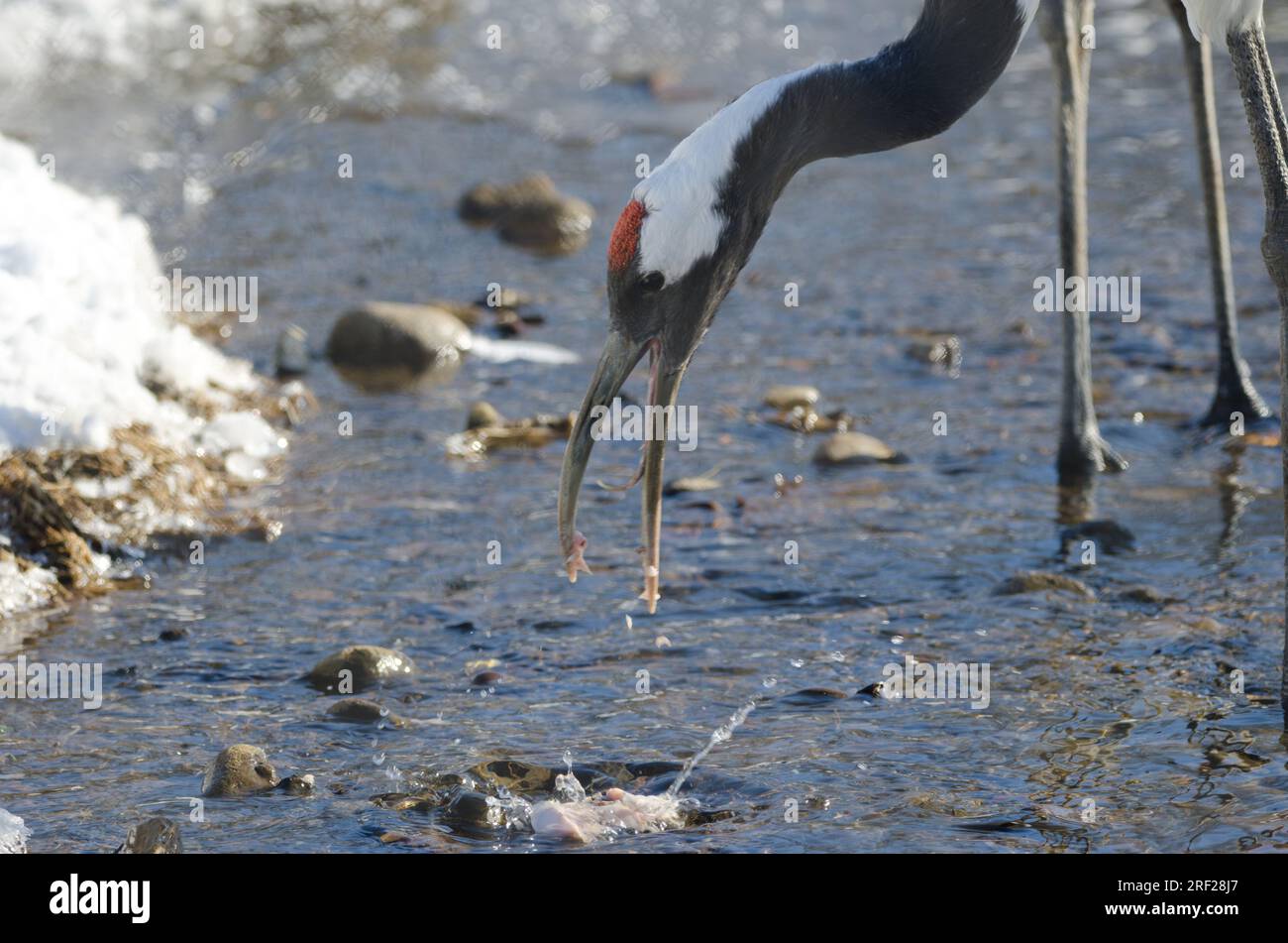 Gru a corona rossa Grus japonensis con becco deformato. Kushiro ...