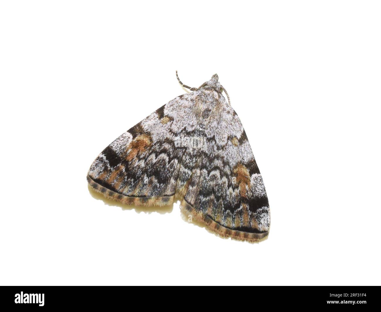 Falena marrone con linee bianche sulle ali immagini e fotografie stock ...