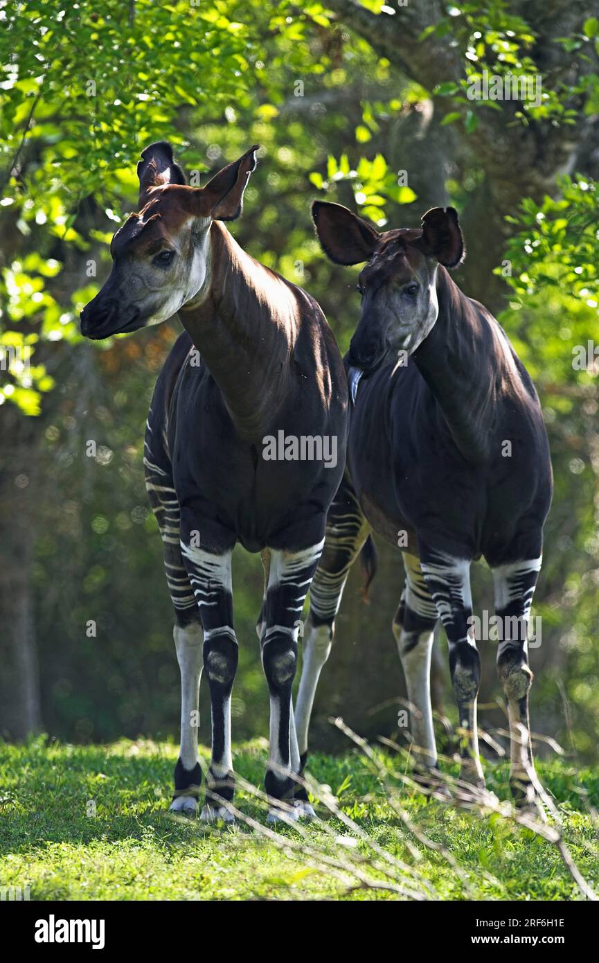 Okapi africa immagini e fotografie stock ad alta risoluzione - Alamy