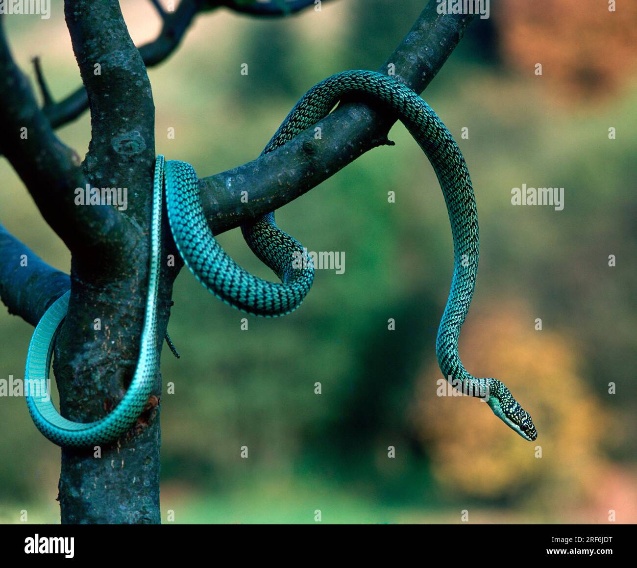 Serpente albero paradiso immagini e fotografie stock ad alta ...