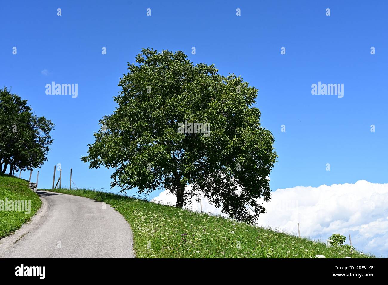 Grande Vecchio Albero Arte