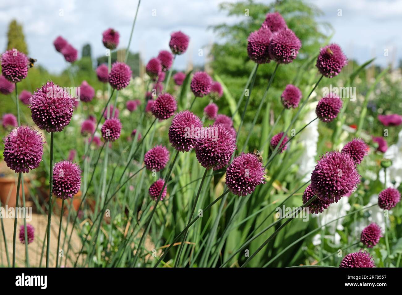 Allium viola in fiore immagini e fotografie stock ad alta risoluzione ...