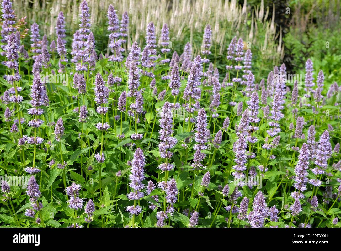 Pianta di anice immagini e fotografie stock ad alta risoluzione - Alamy