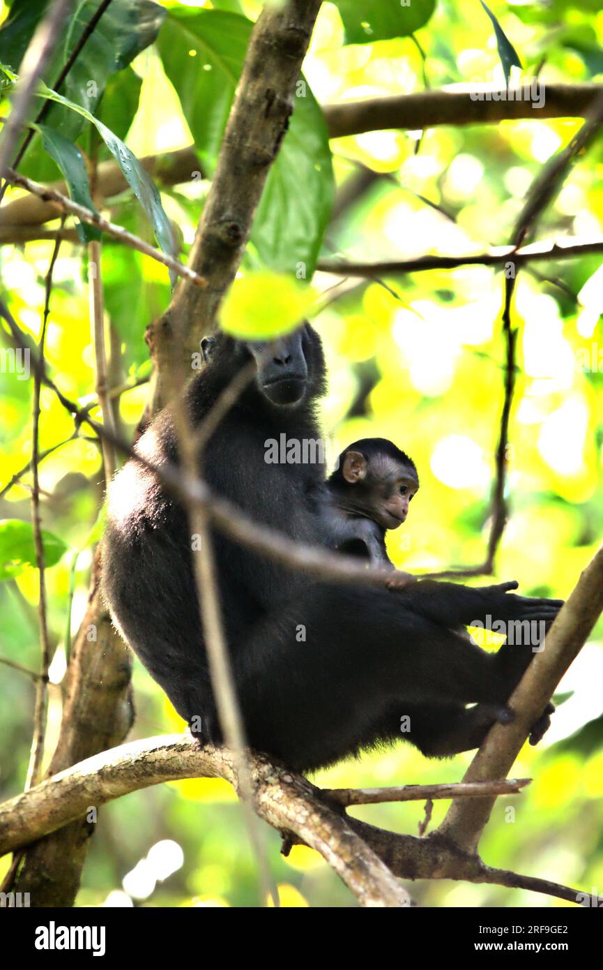 Ciclo di vita del macaco immagini e fotografie stock ad alta ...