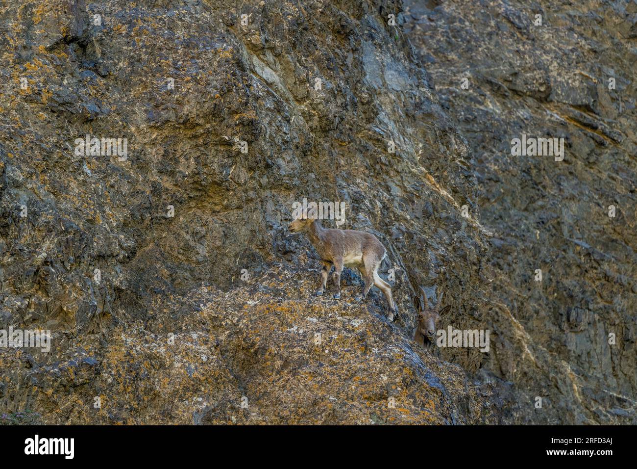 Uno stambecco asiatico (Capra sibirica), noto anche con nomi ...