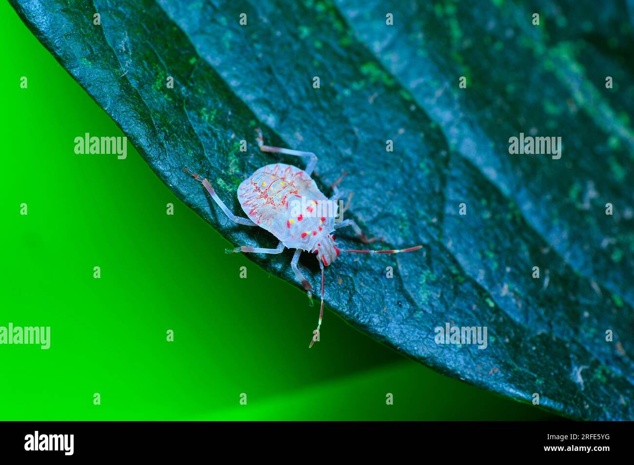 Specie di bug immagini e fotografie stock ad alta risoluzione - Alamy
