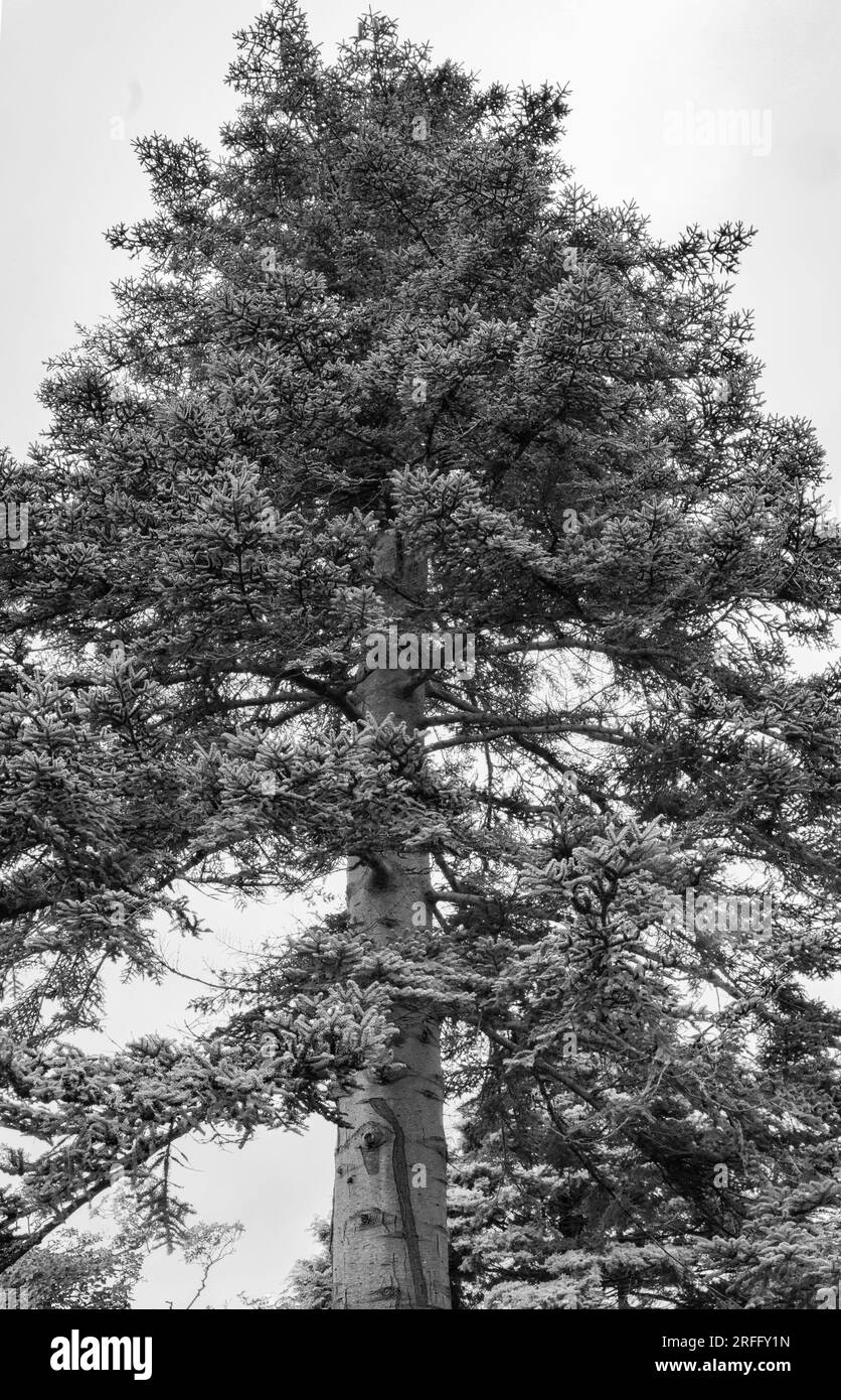 Rami di rami di corteccia di albero Foto e Immagini Stock in Bianco e ...