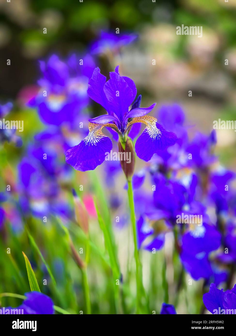 Iris blu in giardino immagini e fotografie stock ad alta risoluzione ...