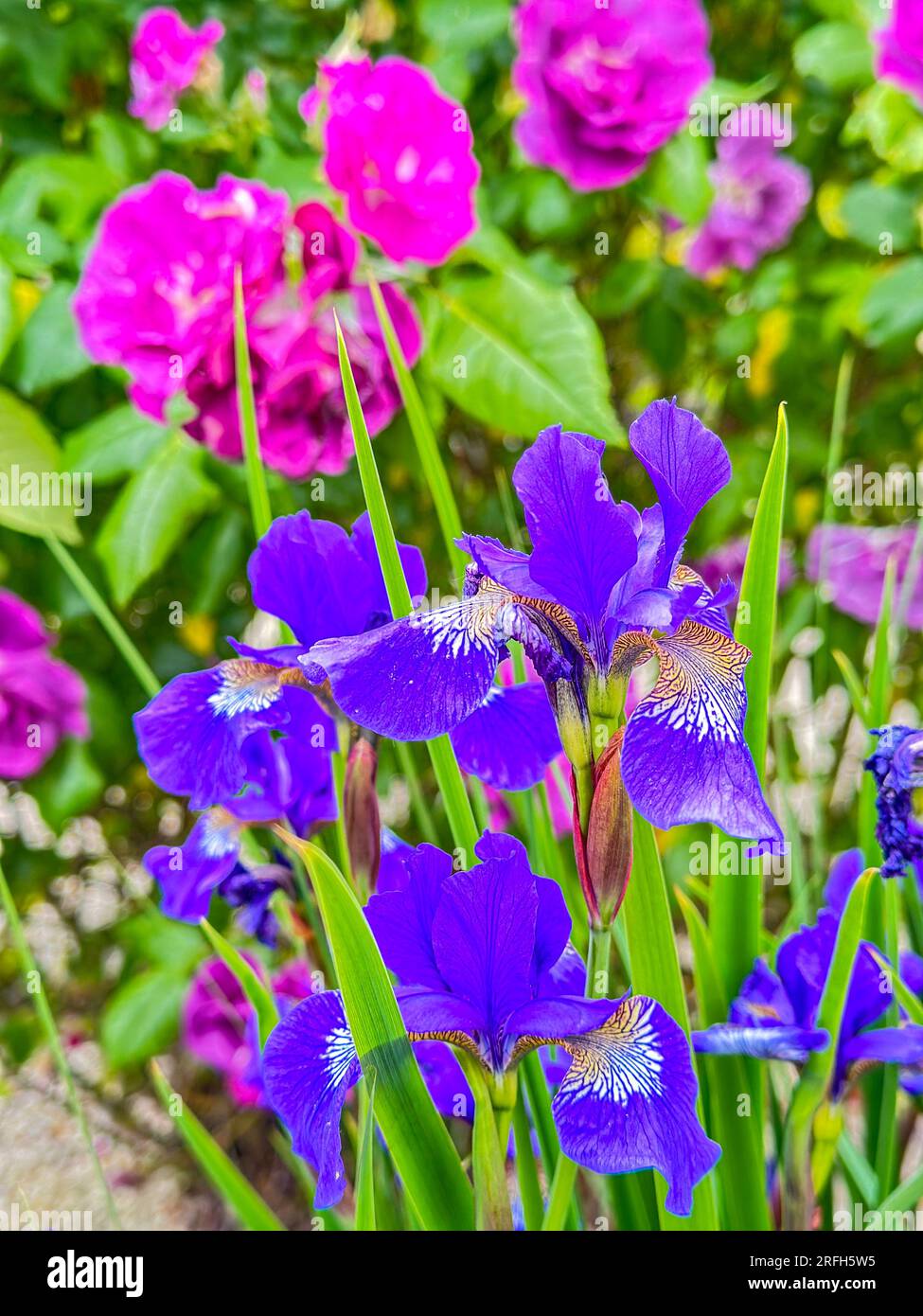 Iris blu in giardino immagini e fotografie stock ad alta risoluzione ...