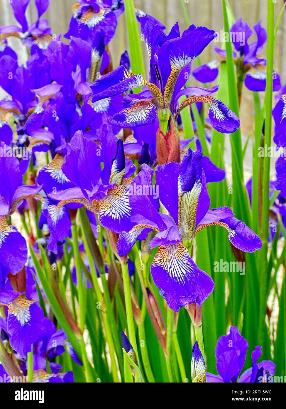 Iris blu in giardino immagini e fotografie stock ad alta risoluzione ...
