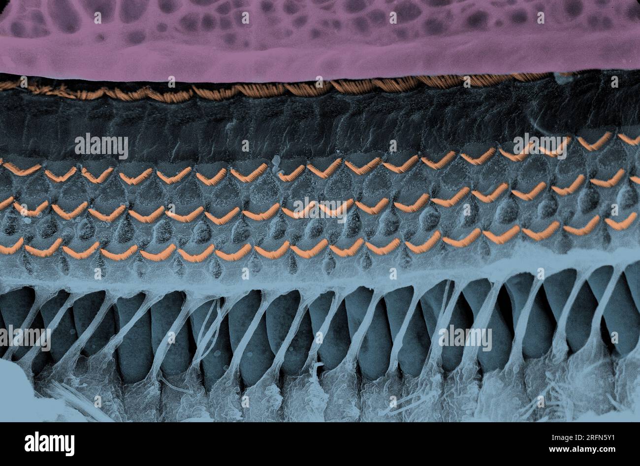 Aste interne immagini e fotografie stock ad alta risoluzione - Alamy